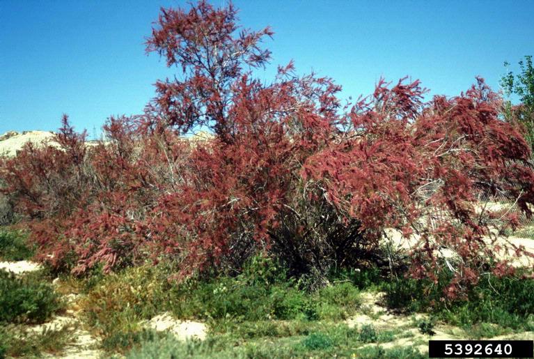 tamarisk (Genus Tamarix)