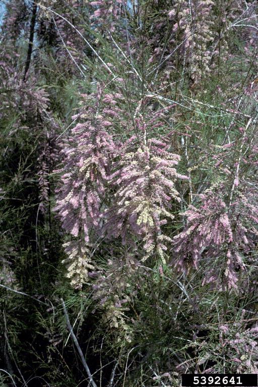 tamarisk (Genus Tamarix L.)