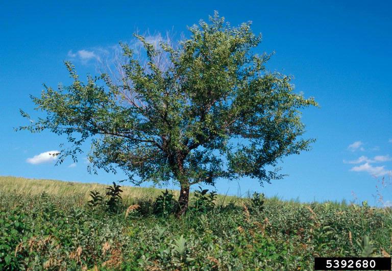 Siberian elm (Ulmus pumila L.)