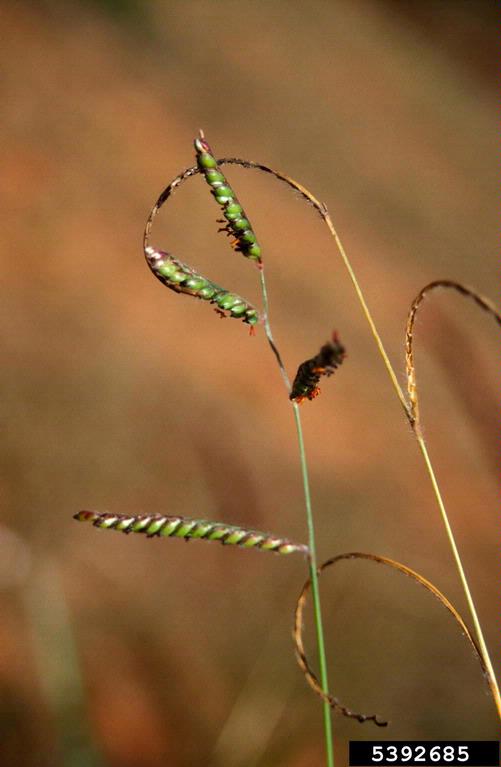 spreading liverseed grass (Urochloa decumbens (Stapf) R. Webster)