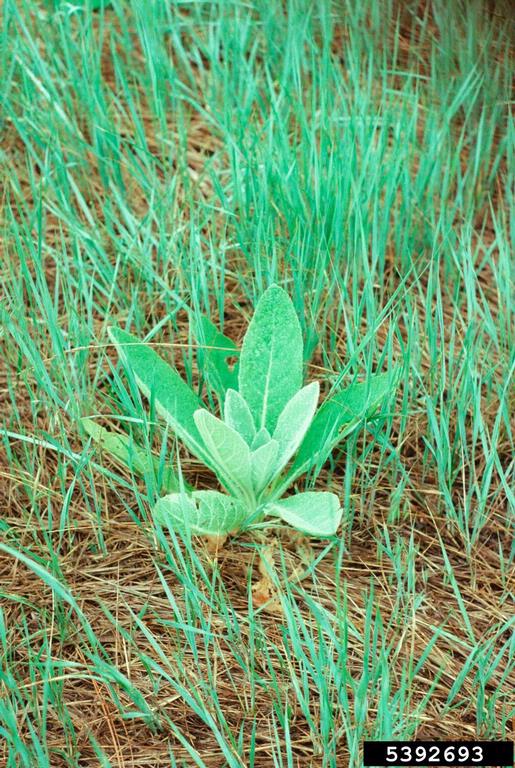 common mullein (Verbascum thapsus)