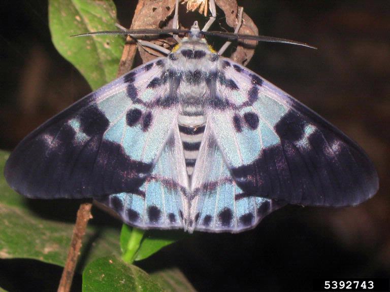 blue tiger moth (Dysphania percota (Swinhoe, 1891))