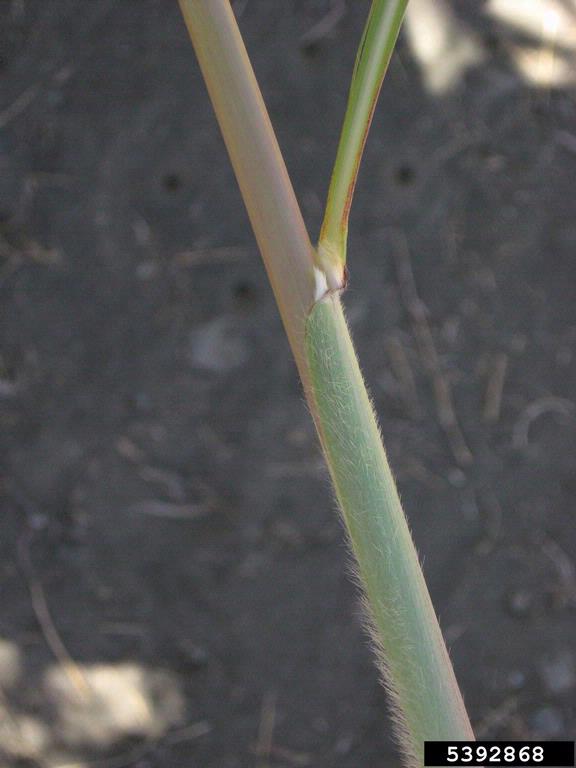 ravennagrass (Saccharum ravennae L.)