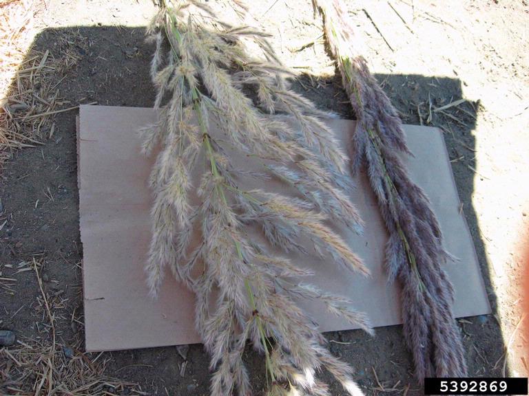 ravennagrass (Saccharum ravennae L.)