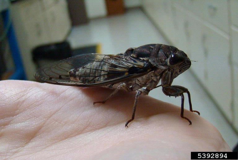 cicadas (Family Cicadidae Batsch, 1789)