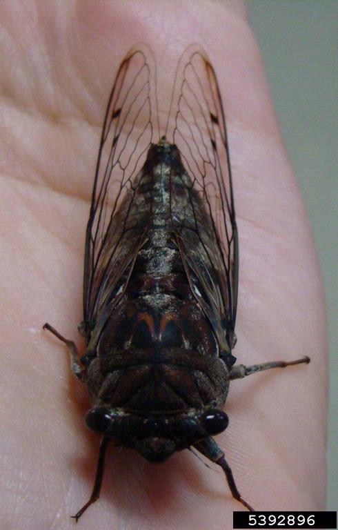 cicadas (Family Cicadidae Batsch, 1789)