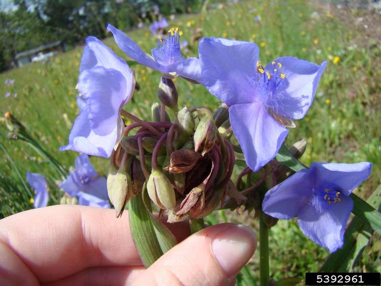 common spiderwort (Tradescantia ohiensis Raf.)