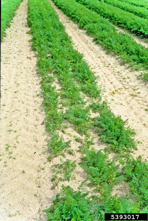 stubby root nematodes (Genus Trichodorus)