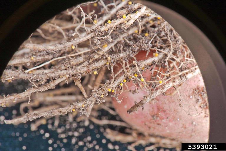 potato cyst nematode (Globodera rostochiensis ) on potato (Solanum ...
