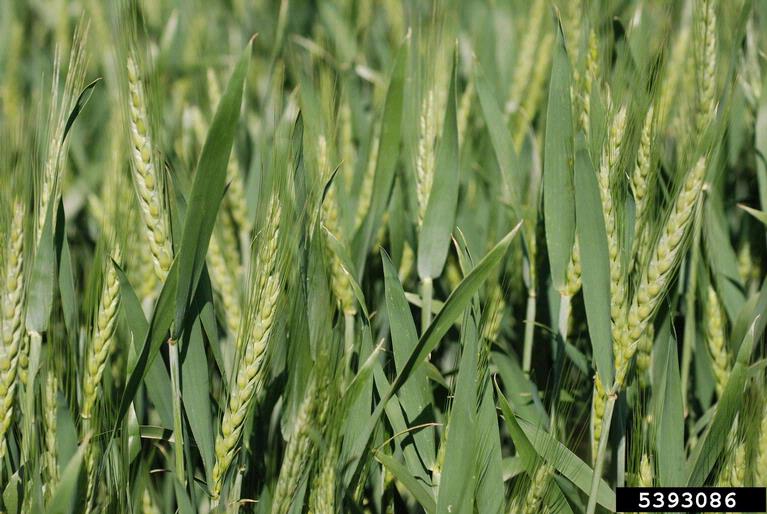 common wheat (Triticum aestivum L.)