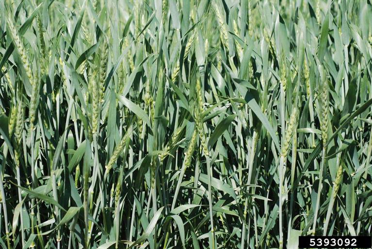 common wheat (Triticum aestivum)