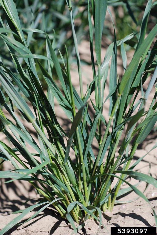 common wheat (Triticum aestivum L.)