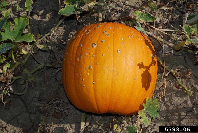 winter squash (Cucurbita maxima)