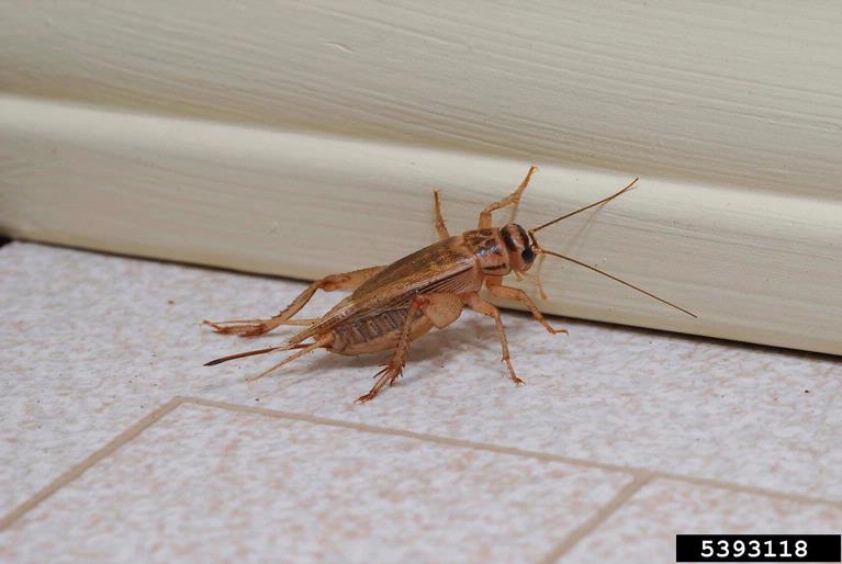 house cricket (Acheta domesticus (Linnaeus, 1758))