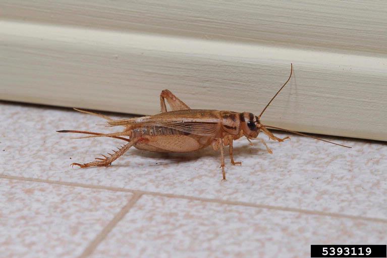 house cricket (Acheta domesticus (Linnaeus, 1758))
