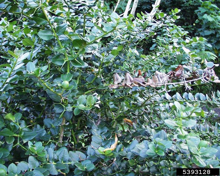 Botryosphaeria rhodina (Berk. & M.A. Curtis) Arx (Synonym for ...