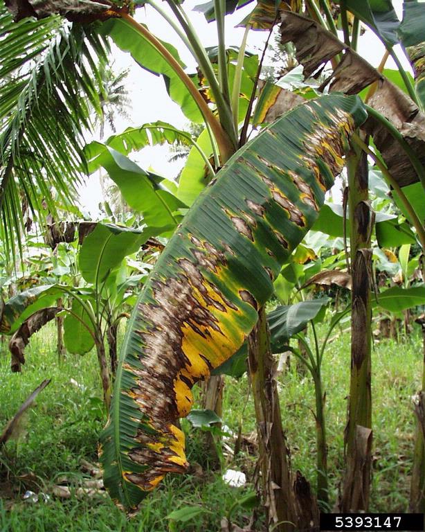 Cordana musae (Synonym for Neocordana musae)