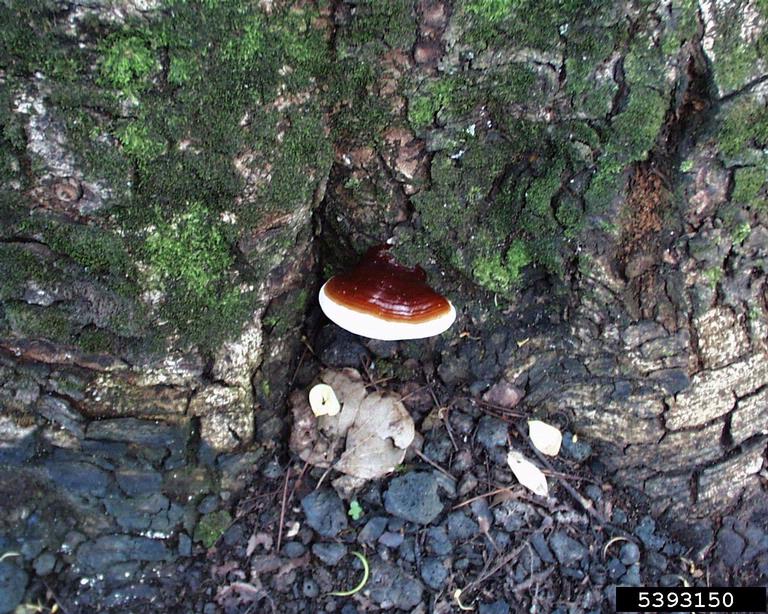 Ganoderma root and butt rot (Ganoderma lucidum)