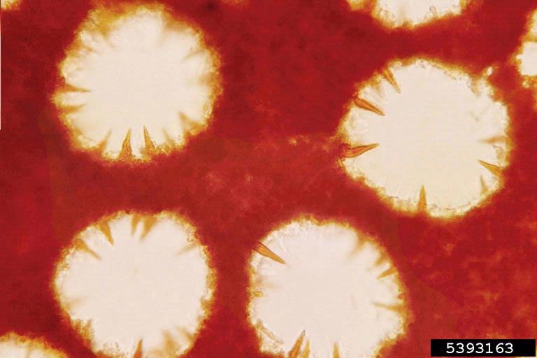brown root and collar rot (Phellinus lamaënsis)