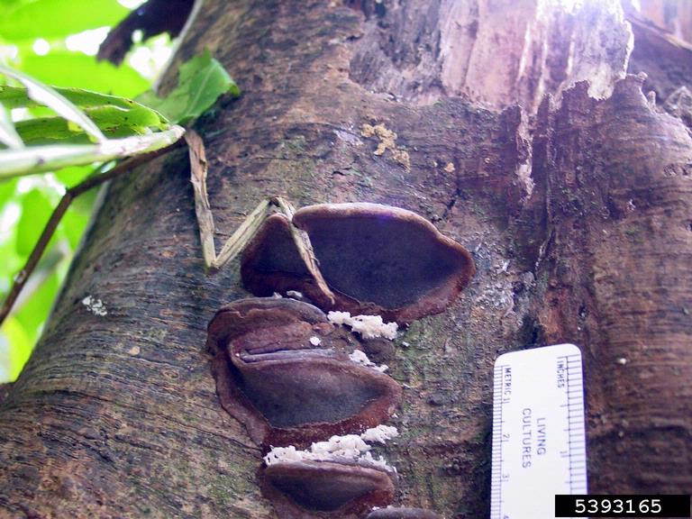 brown root and collar rot, Phellinus lamaënsis (Hymenochaetales ...