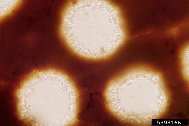 brown root rot (Phellinus noxius)