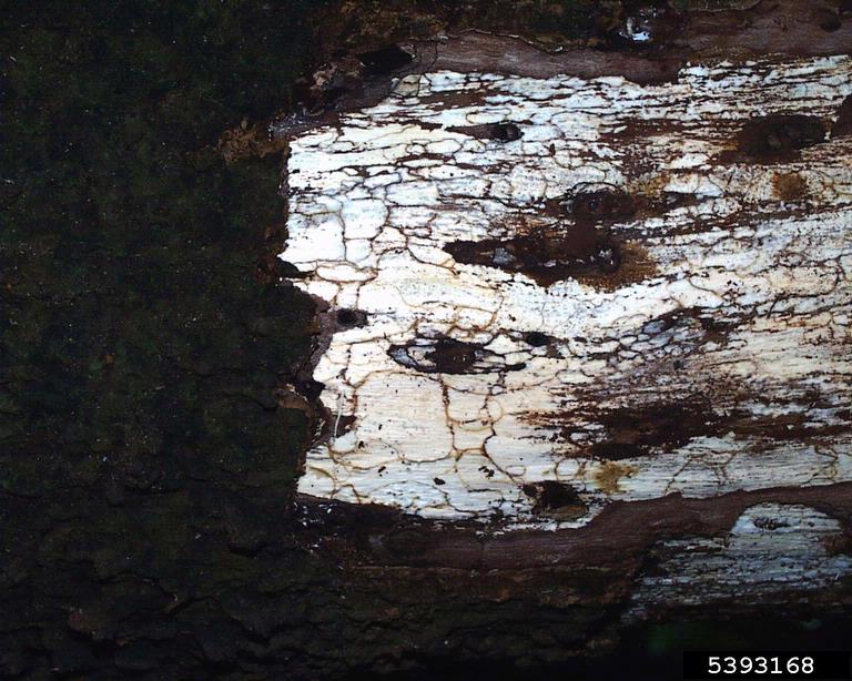 brown root rot (Phellinus noxius)