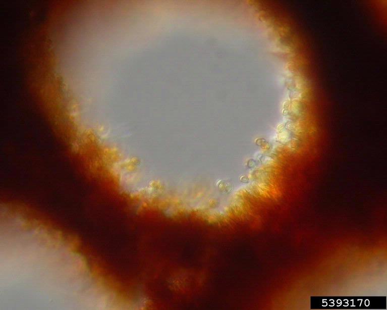 brown root rot (Phellinus noxius)