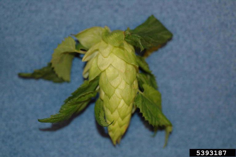 common hop (Humulus lupulus)