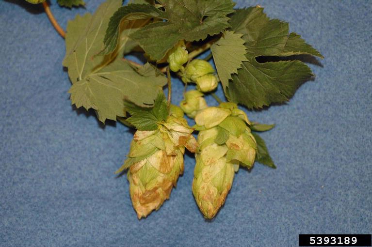 common hop (Humulus lupulus L.)
