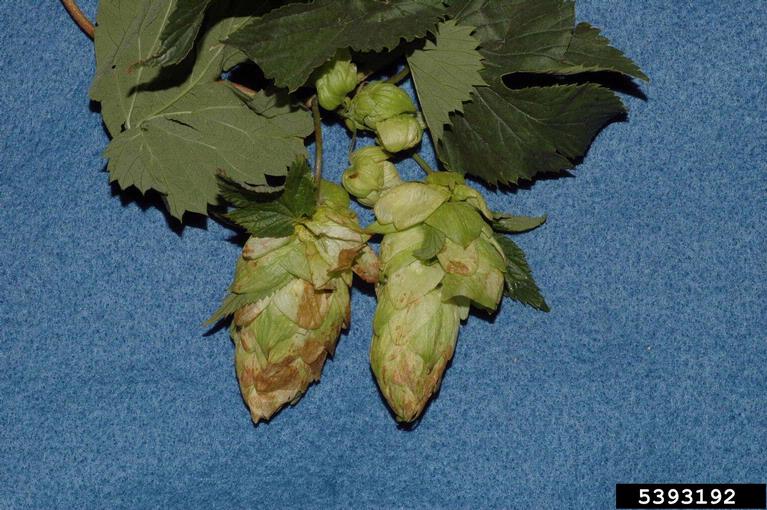 common hop (Humulus lupulus)