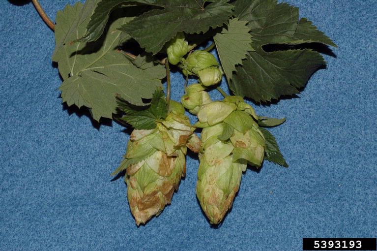 common hop (Humulus lupulus L.)