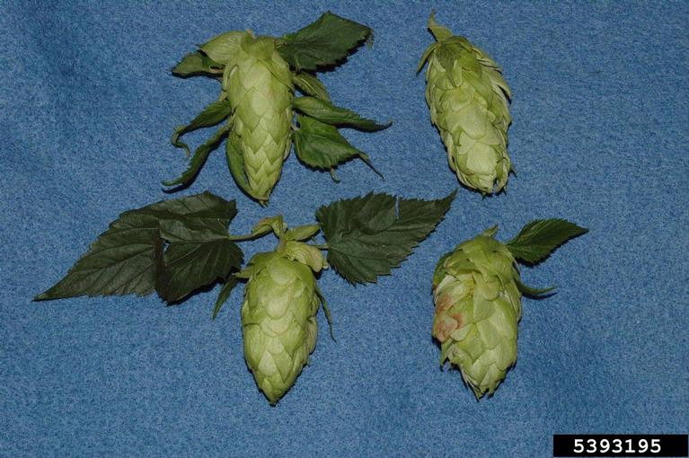 common hop (Humulus lupulus)