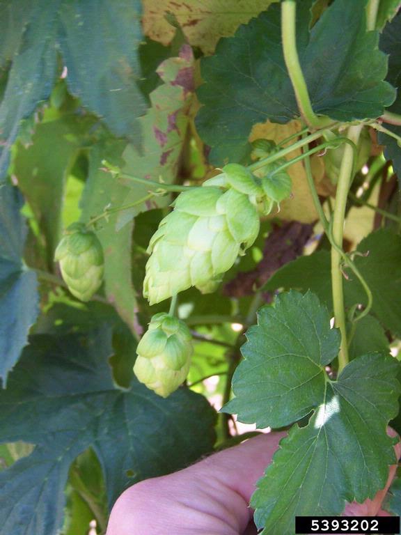 common hop (Humulus lupulus L.)