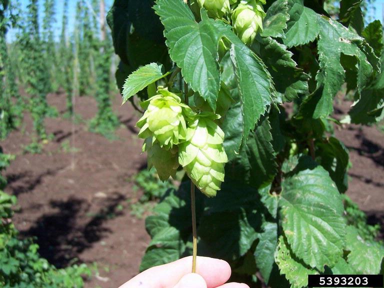 common hop (Humulus lupulus L.)