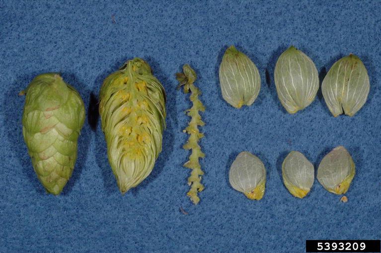 common hop (Humulus lupulus)