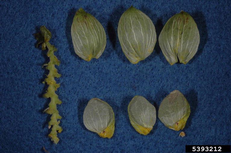 common hop (Humulus lupulus L.)