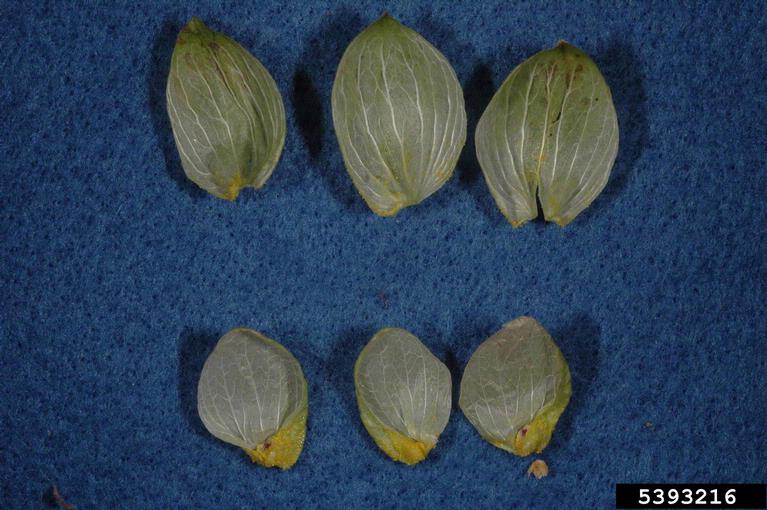 common hop (Humulus lupulus L.)