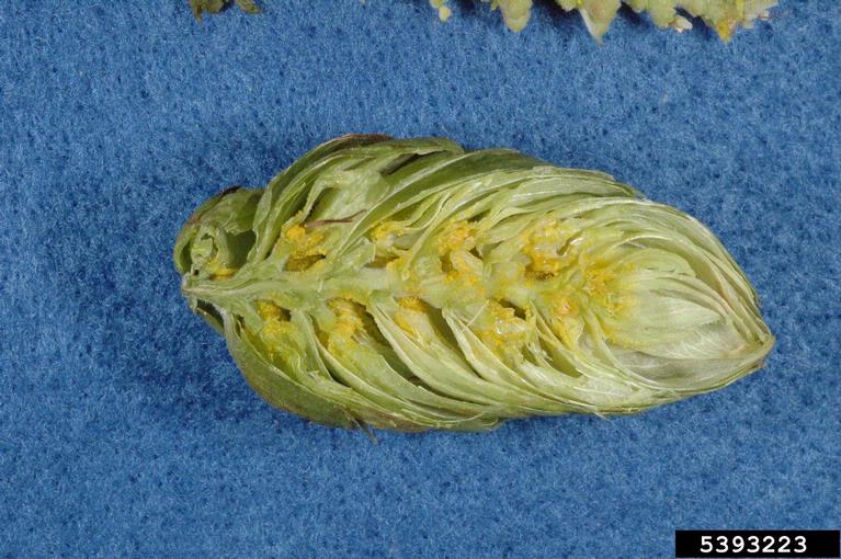 common hop (Humulus lupulus)