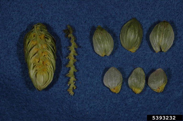 common hop (Humulus lupulus L.)