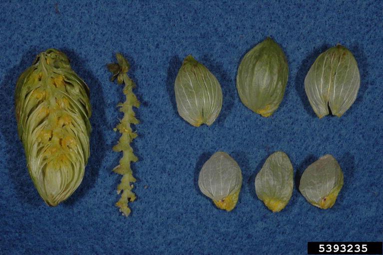 common hop (Humulus lupulus)