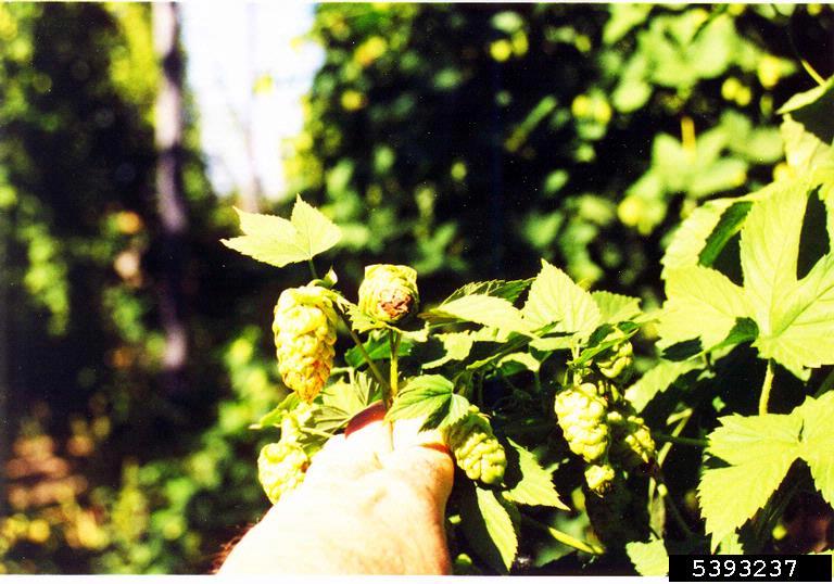 Fusarium wilts, blights, rots and damping-off (Fusarium spp. ) on ...