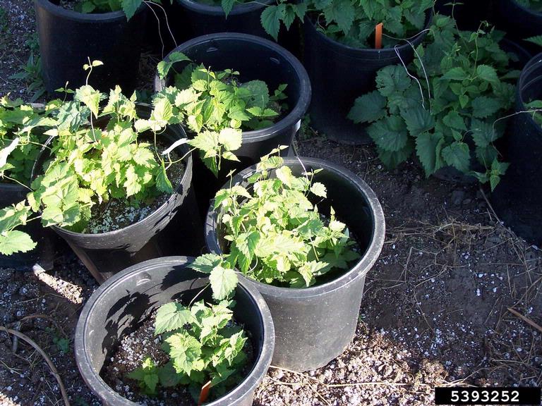 common hop (Humulus lupulus)