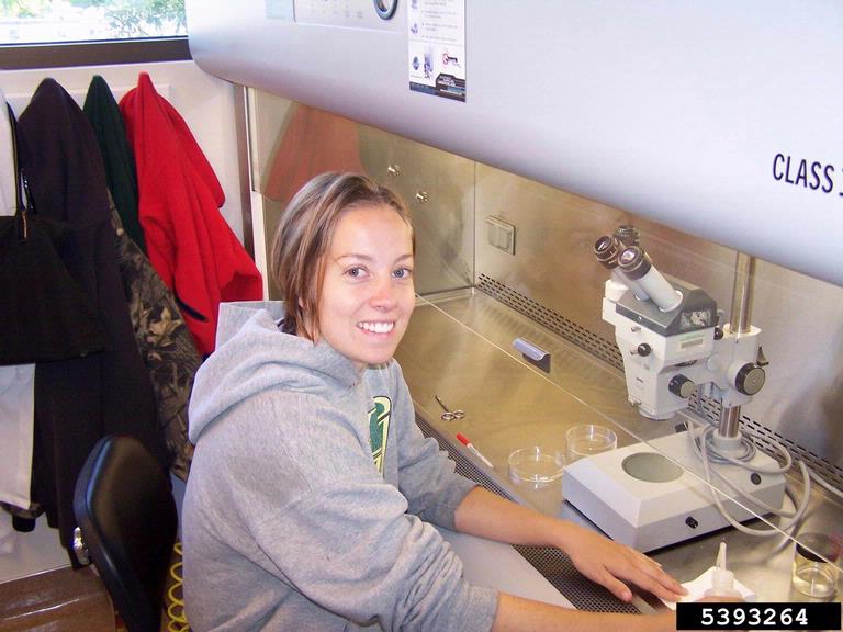 common hop (Humulus lupulus)