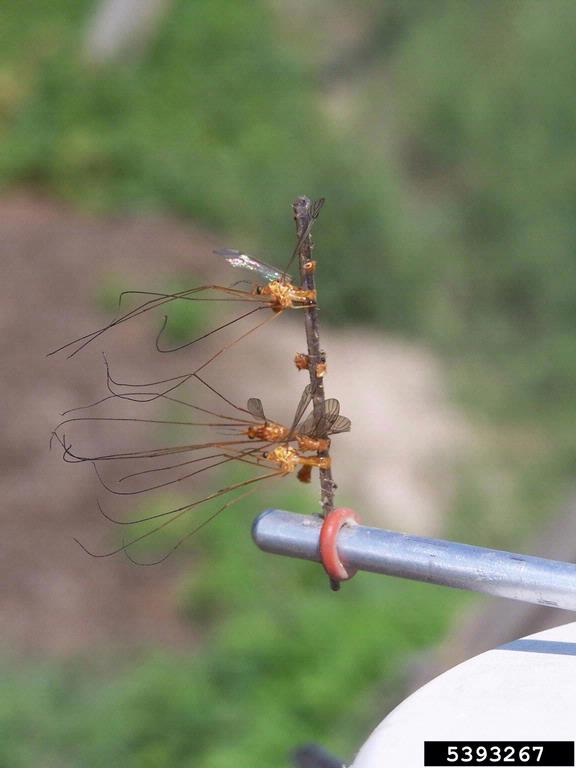 common hop (Humulus lupulus)