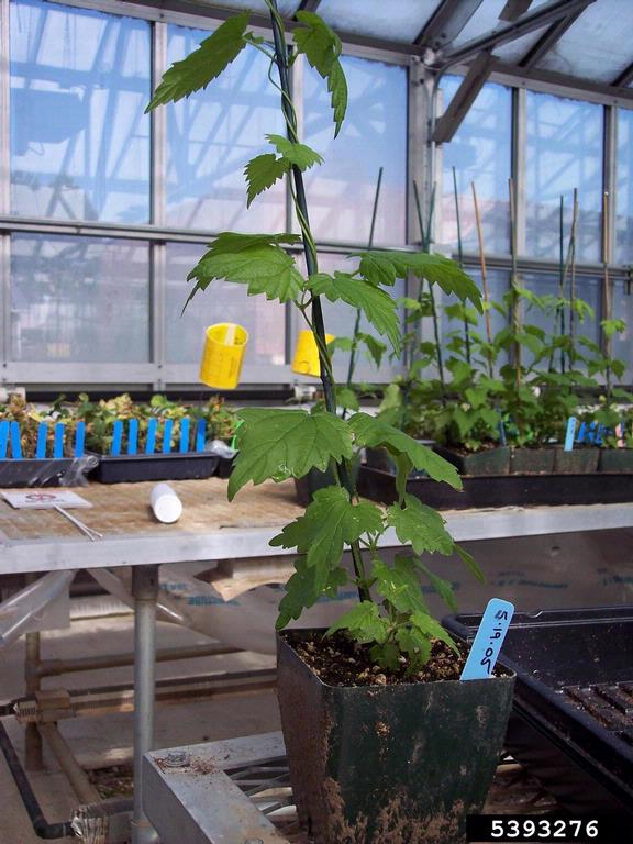 common hop (Humulus lupulus L.)