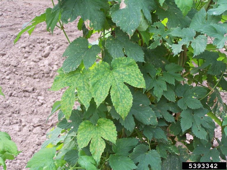 apple mosaic virus (ApMV) (Ilarvirus Apple mosaic virus)