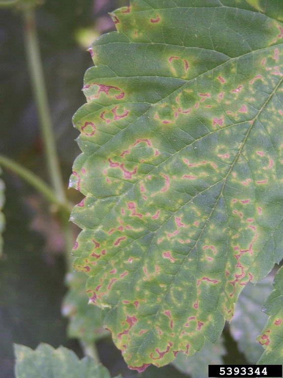 apple mosaic virus (ApMV) (Ilarvirus Apple mosaic virus)