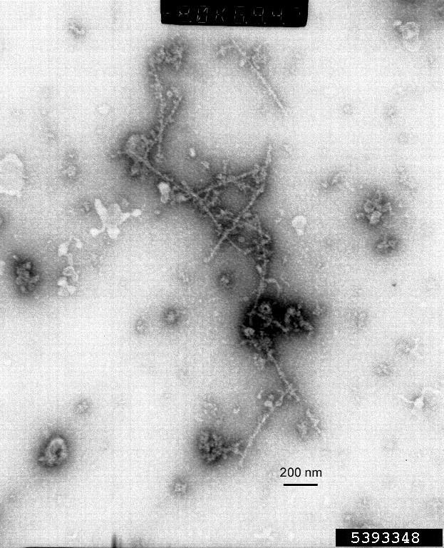 Carnation Latent Virus (Carlavirus Carnation Latent Virus (CLV))