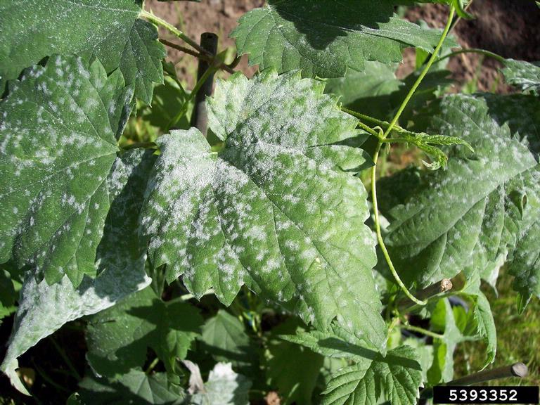powdery mildew (Podosphaera macularis)