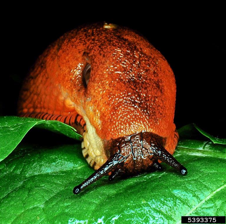 European red slug (Arion rufus (Linnaeus))